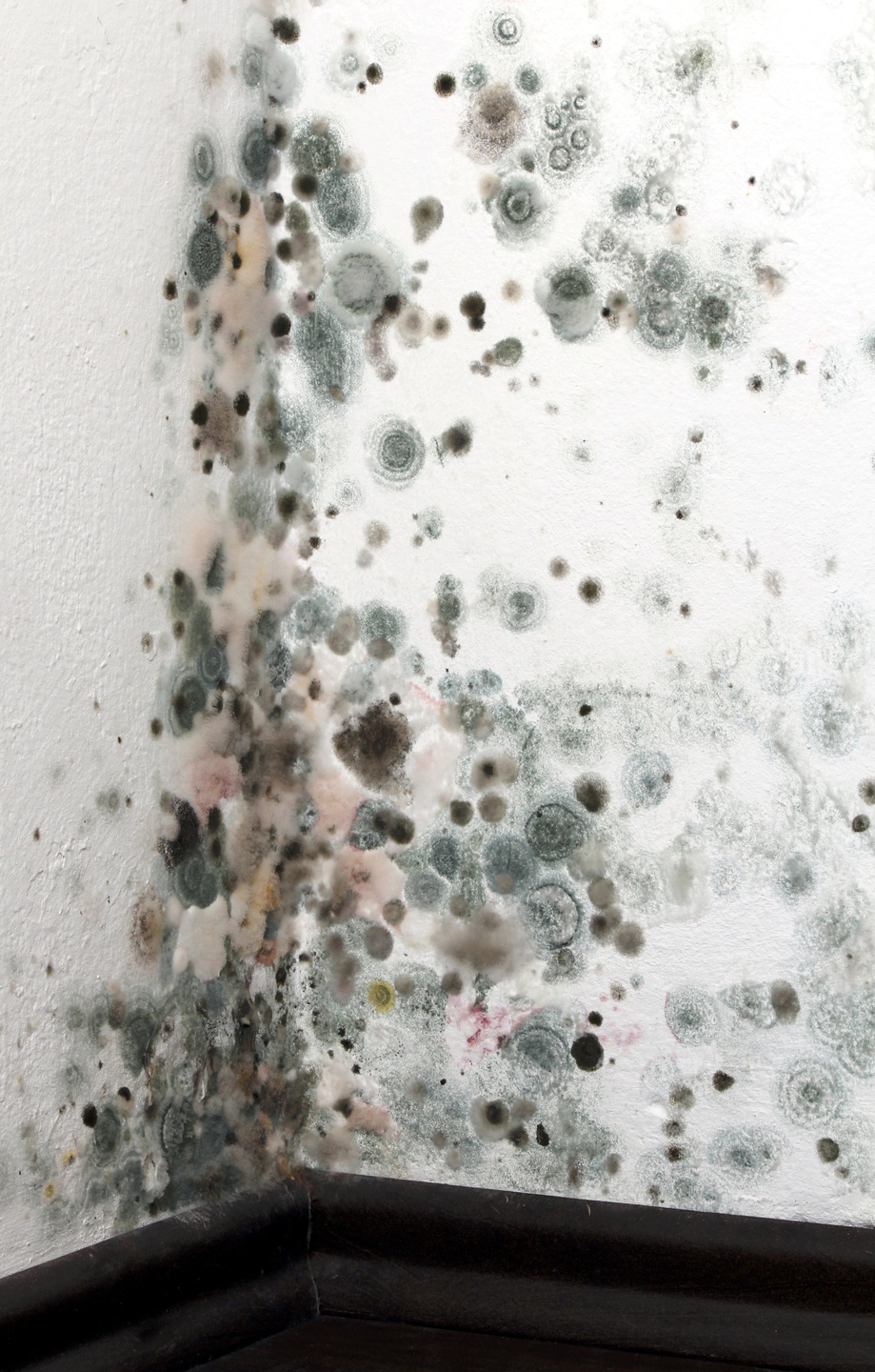 Everything You Should Know About Mold | North Central Florida Air ...